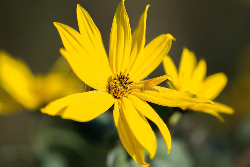 Yellow Calliopsis or Tickseed Coreopsis Flower Stock Photo - Image of ...