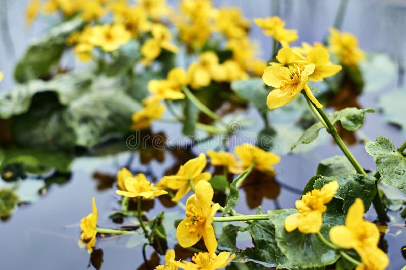 Yellow Caltha Flowers in the Body of Water Stock Image - Image of ...