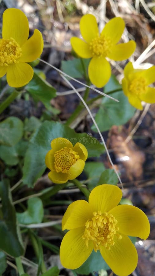 Yellow Caltha Palustris Flowers Stock Image - Image of forest, nature ...