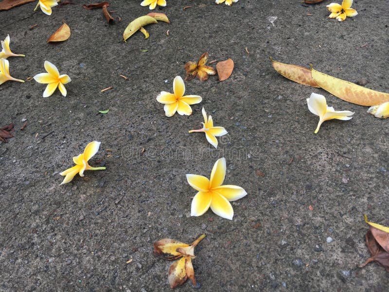 Yellow Cambodian Flowers that Fall on the Ground Stock Photo - Image of ...