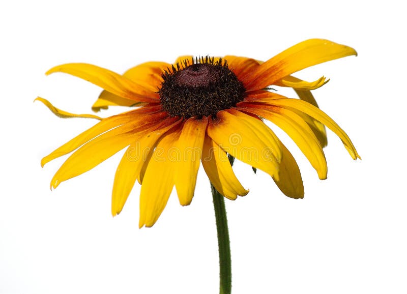 Yellow camomile stock image. Image of flower, cone, crocket - 2237323