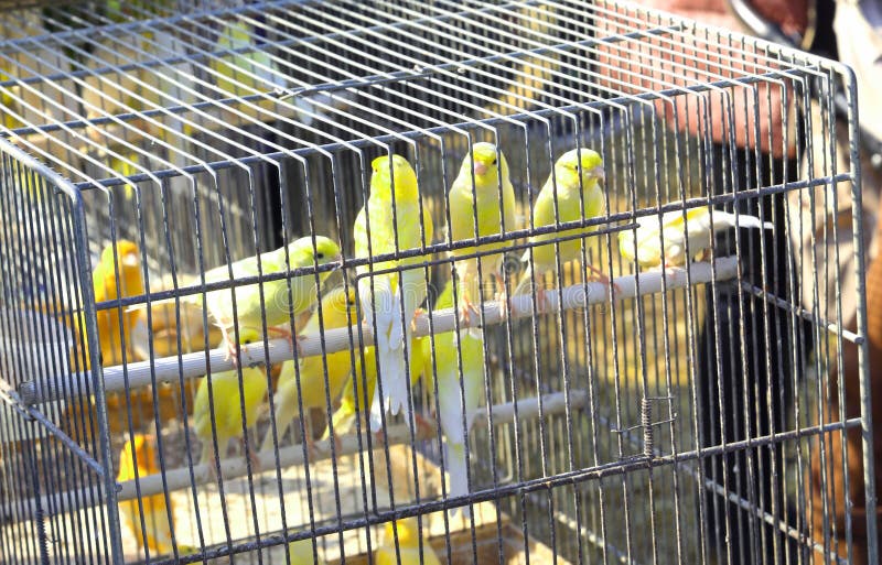 Yellow Canaries are Perched Inside a Spacious Cage at the Local Pet ...