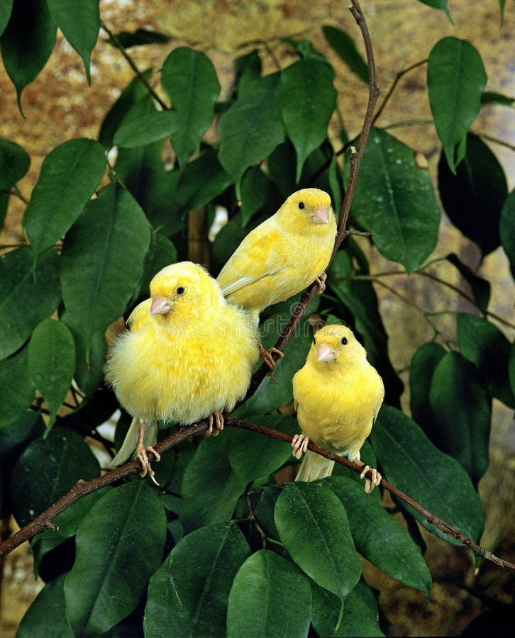 Yellow canaries stock image. Image of bird, home, color - 219336883