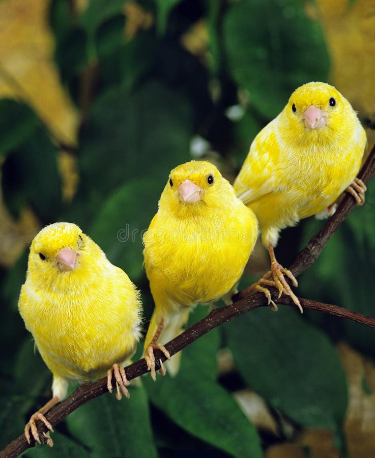 Yellow Canaries, Serinus Canaria Standing on Branch Stock Image - Image ...