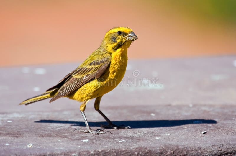 Yellow Canary stock image. Image of passerine, birds - 14803741