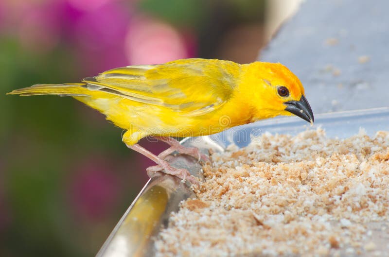Yellow canary stock image. Image of feather, domestic - 17284945