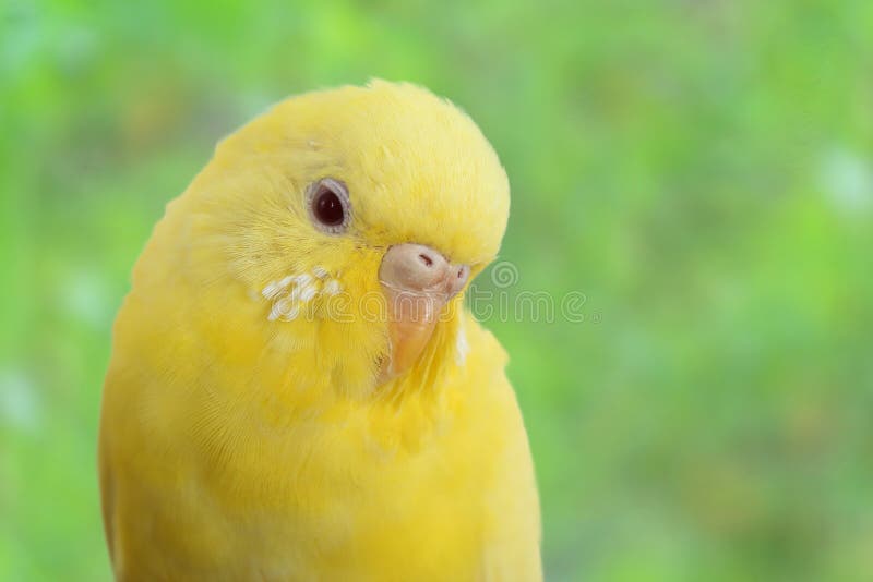 Yellow canary stock image. Image of animal, portrait - 27309755