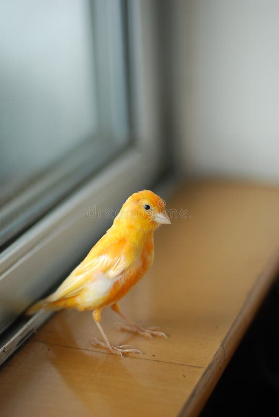 A yellow canary stock photo. Image of natural, claws, unspoiled - 6026796