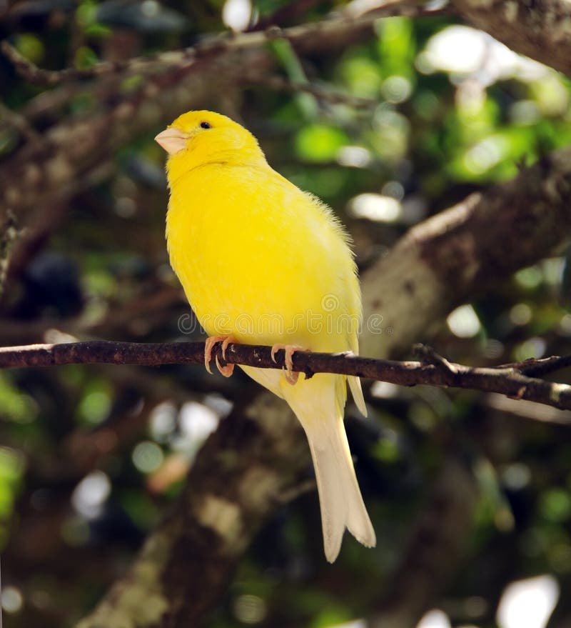 Yellow canary stock photo. Image of bird, tropic, tropical - 9120946