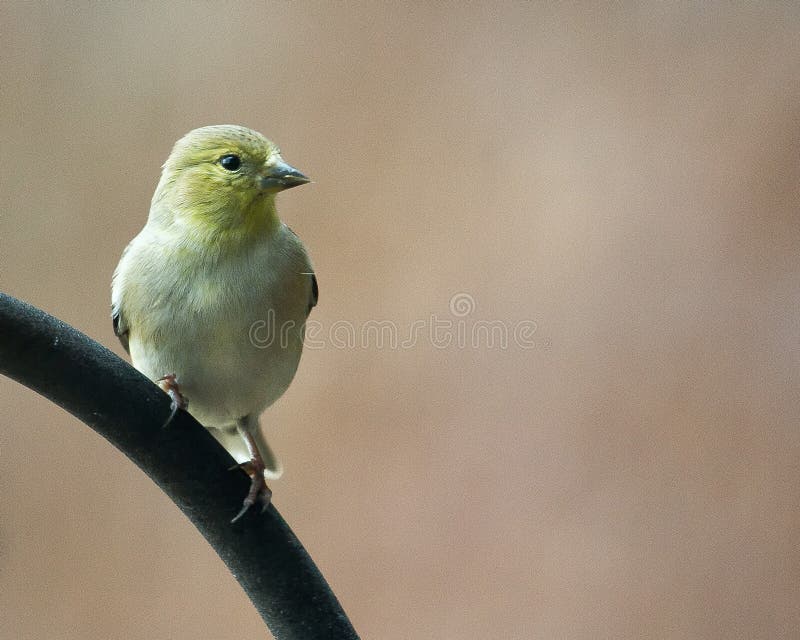 Yellow Canary stock image. Image of feeder, cute, canary - 42621093