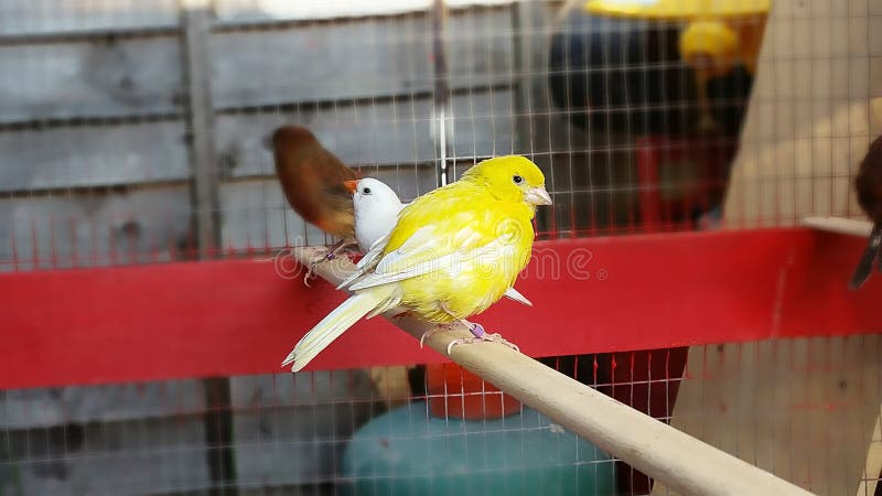 Yellow Canary Bird stock photo. Image of beautiful, freedom - 83337498