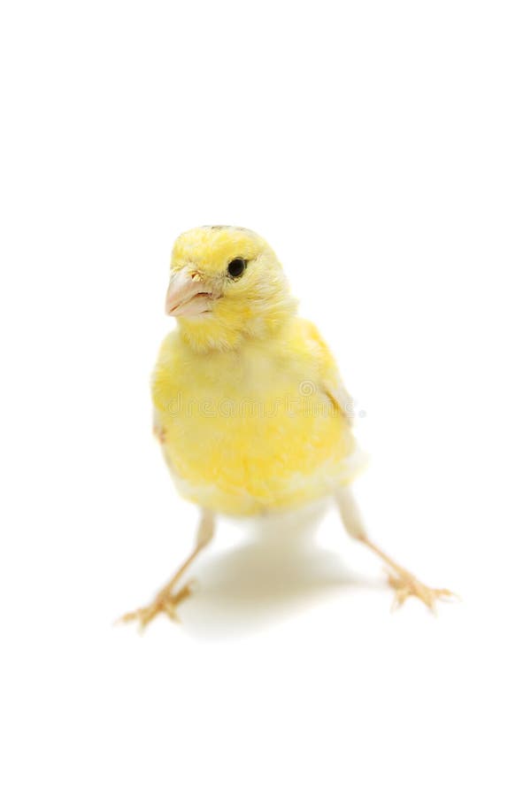 Yellow canary stock photo. Image of conservation, canary - 4660484