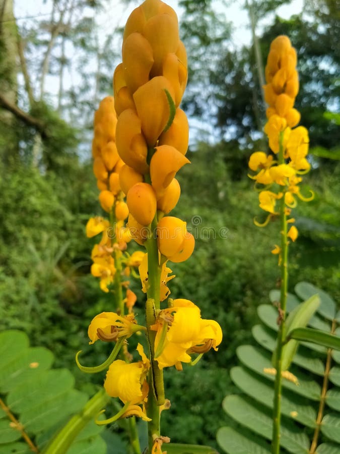 Candle and Flowers for Condolences Stock Image - Image of feelings ...