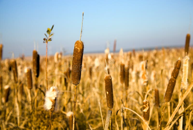 Yellow cane stock image. Image of leaf, bole, autumn - 22298967