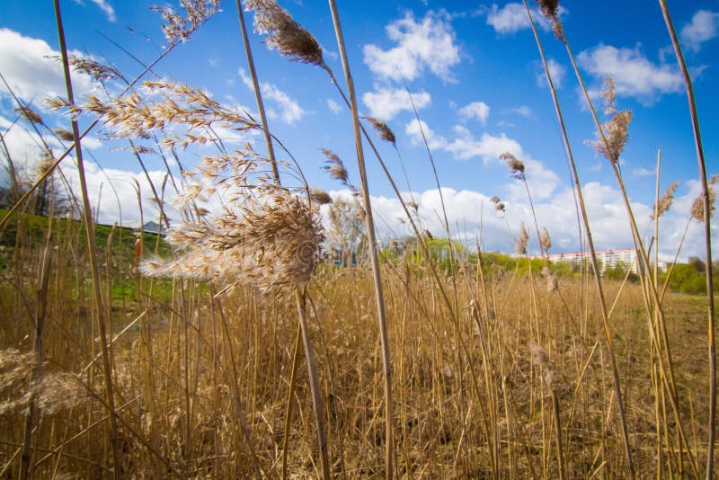 Yellow cane stock image. Image of clouds, green, texture - 70526695