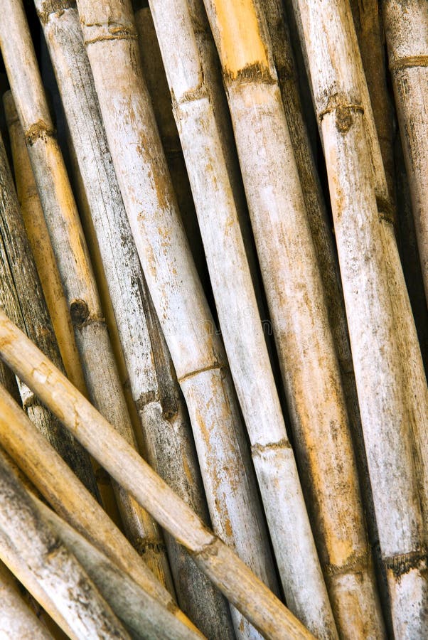 Yellow canes stock photo. Image of environment, plant - 16511844