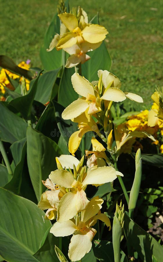 Yellow Canna in a Bedflower Stock Image - Image of canna, vegetable ...