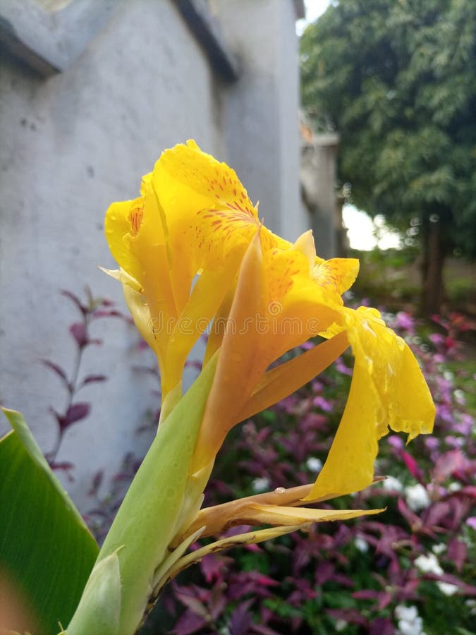 Yellow Canna lily flower stock photo. Image of ornamental - 376627916