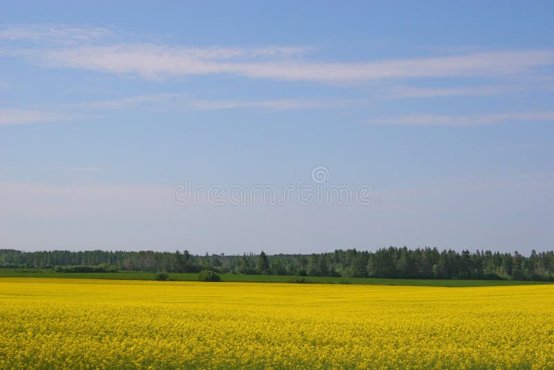 Soybean Field, Golden, Fall, Autumn Stock Photo - Image of farm, fall ...