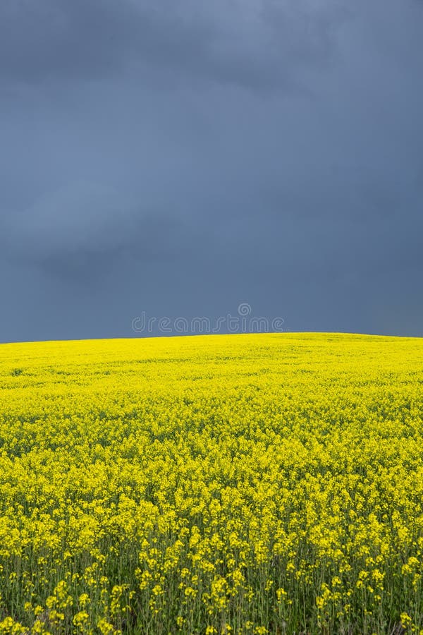 Canola Fields Under Moody Sky Stock Photo - Image of canola, country ... Canola Fields Under Moody Sky Stock Photo - Image of canola, country ...