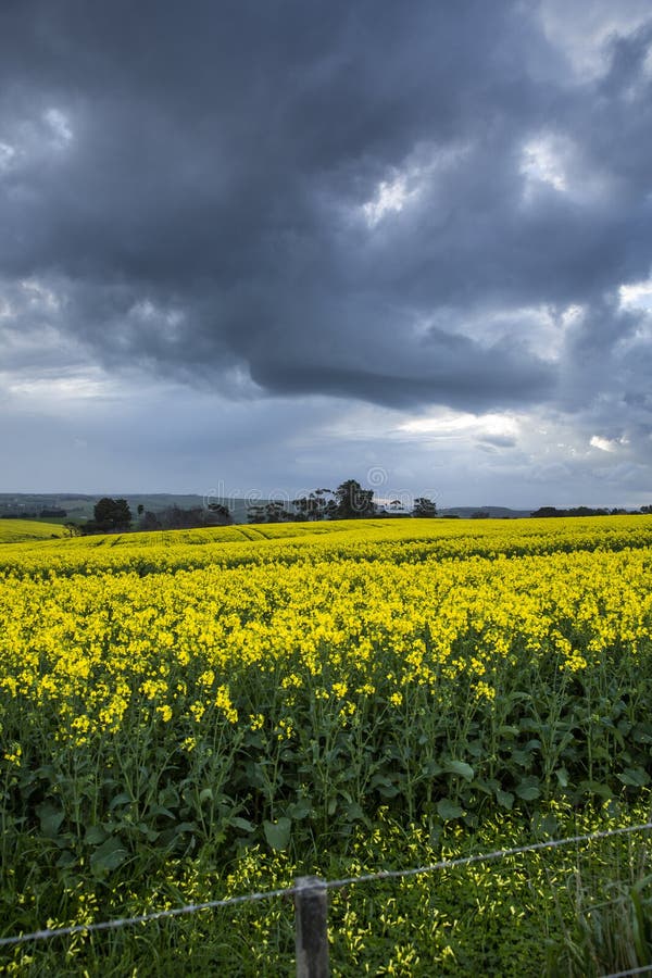 Canola Fields Under Moody Sky Stock Image - Image of farm, monotone ... Canola Fields Under Moody Sky Stock Image - Image of farm, monotone ...