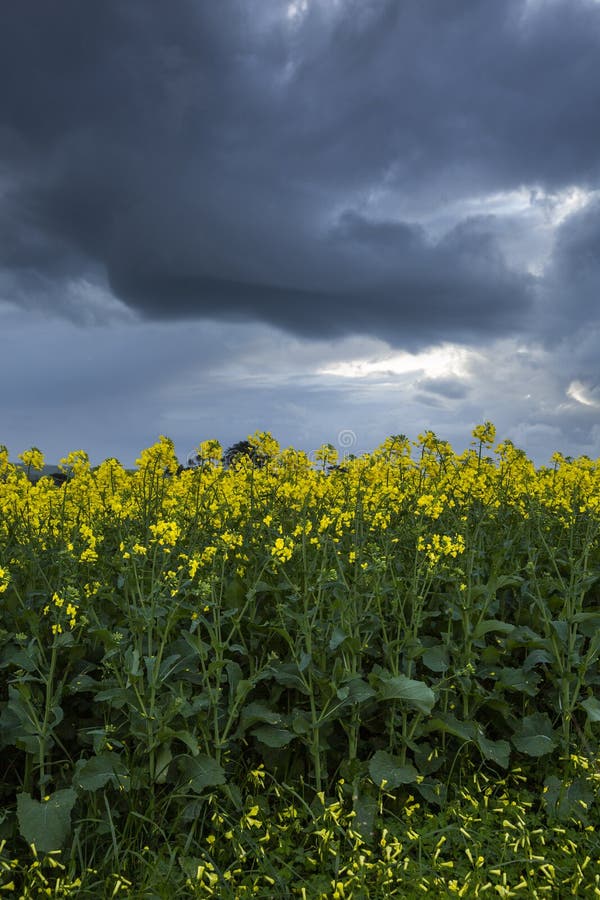 Canola Fields Under Moody Sky Stock Image - Image of color, beauty ... Canola Fields Under Moody Sky Stock Image - Image of color, beauty ...
