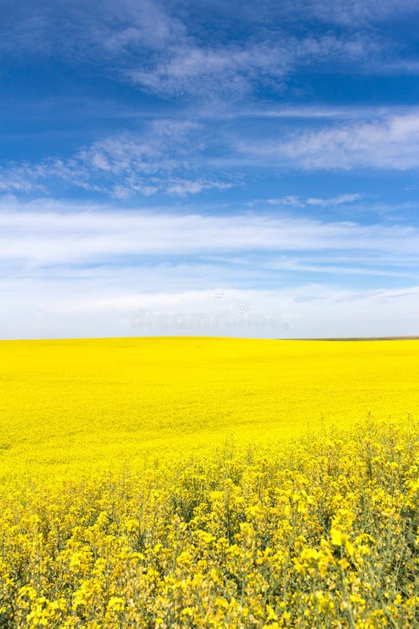 Yellow Canola Flower stock photo. Image of plant, landscapes - 31592388