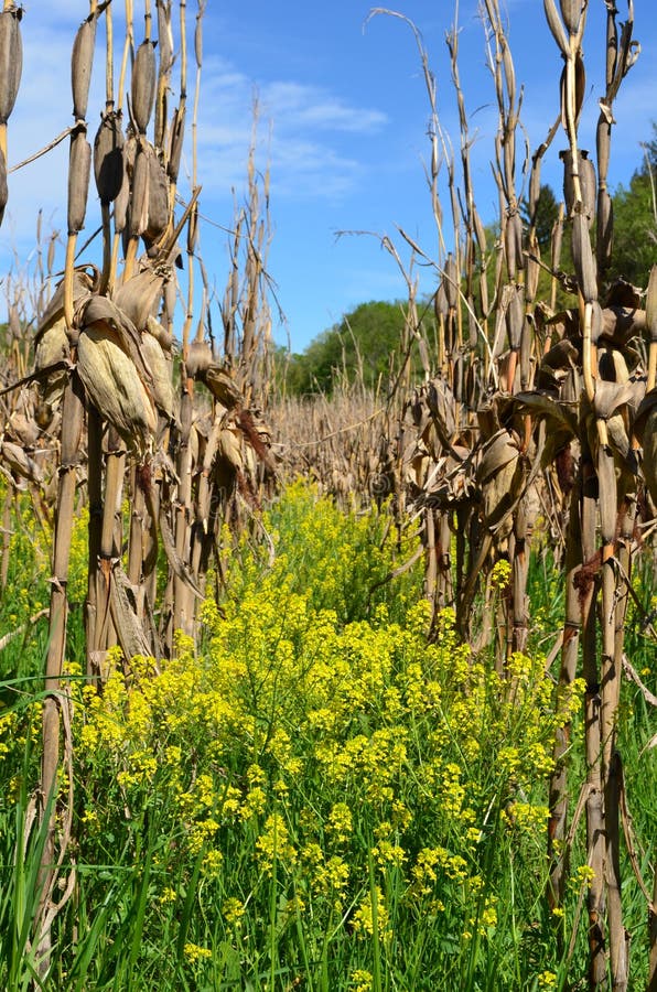 Yellow Canola Flowers Growing between Rows of Corn Stock Photo - Image ...