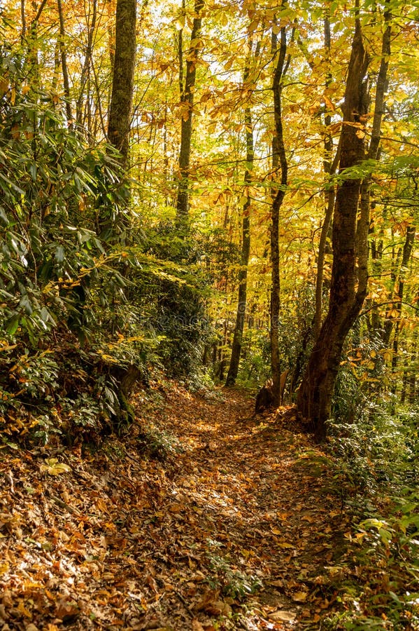 Yellow Canopy of Trees Over Beech Gap Trail Stock Image - Image of ...
