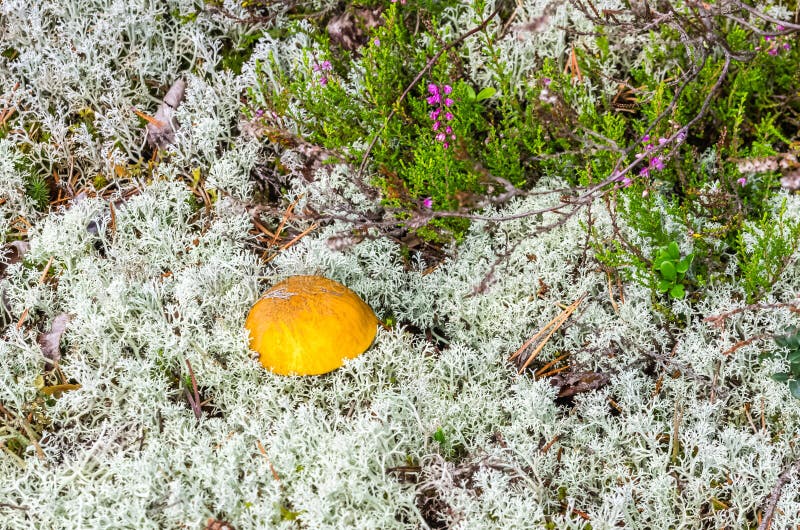Yellow Cap Mushroom in Moss Stock Image - Image of view, europe: 135345177