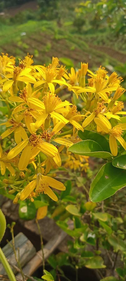 Yellow cape ivy flowers stock image. Image of shrub - 221878977