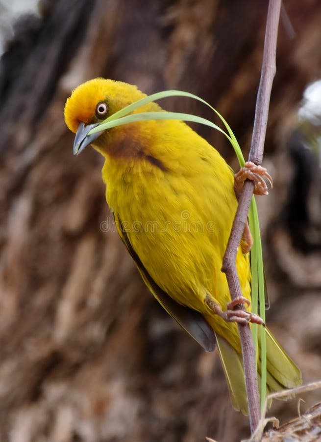 Yellow Cape weaver male stock image. Image of feathers - 183052405