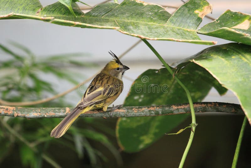 Yellow cardinal stock image. Image of animal, yellow - 44514033