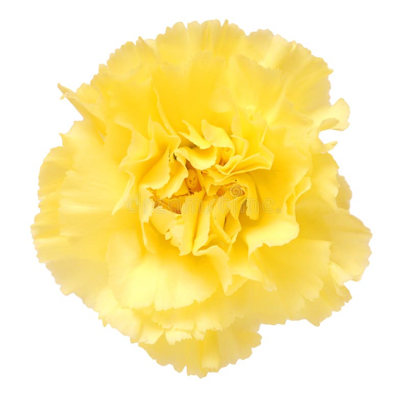 Red carnation stock image. Image of gardening, closeup - 13390717