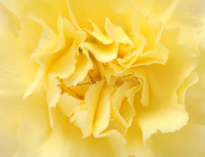 Yellow carnation stock image. Image of floral, natural - 29511313