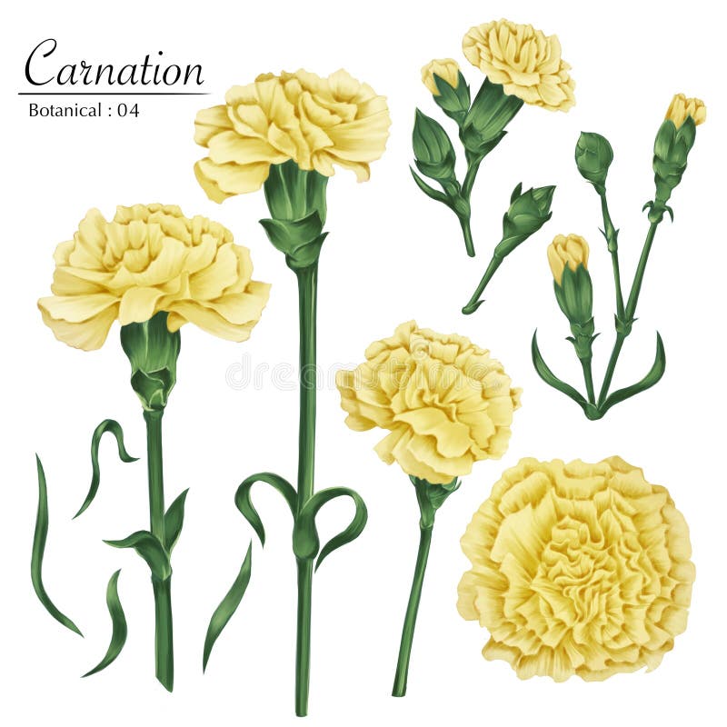 Set of Illustrations Flower Yellow Carnation Stock Illustration ...