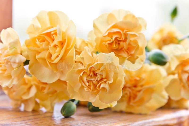 Yellow carnations stock image. Image of yellow, carnation - 56158183