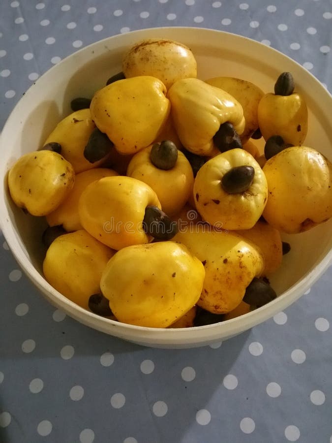 Yellow Cashew Apples and Nuts Stock Image - Image of westindies, tree ...