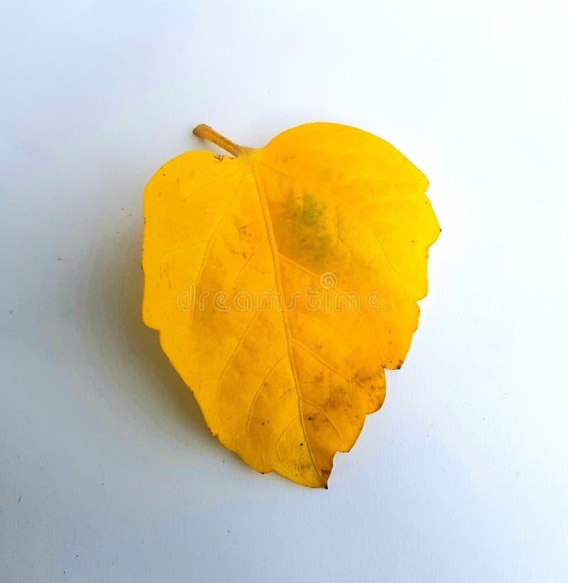 2,357 Castor Leaf Stock Photos - Free & Royalty-Free Stock Photos from ...