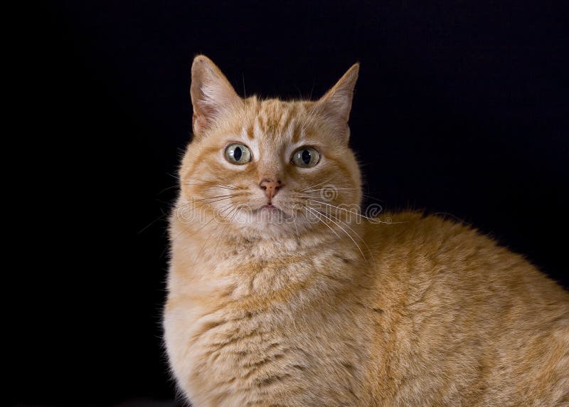 Yellow Cat-01 stock image. Image of furry, purring, pensive - 652913