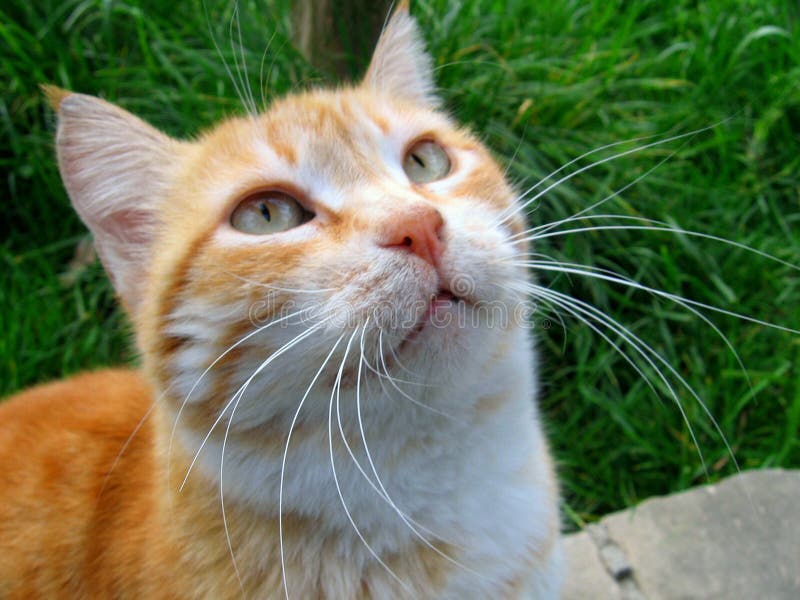 Yellow cat stock photo. Image of garden, animal, cats - 11151076