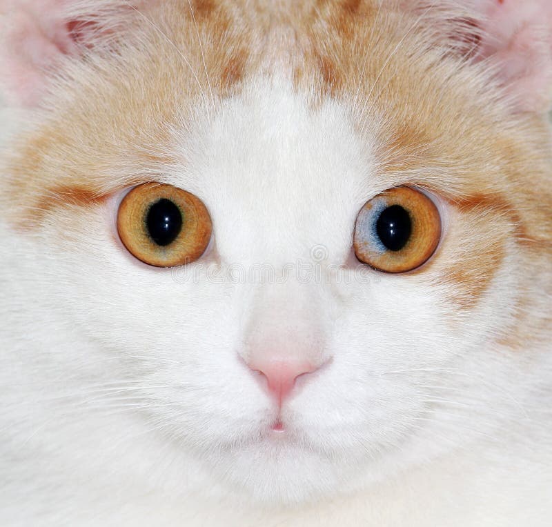 Yellow cat stock photo. Image of young, beard, feed, nutrition - 24088744