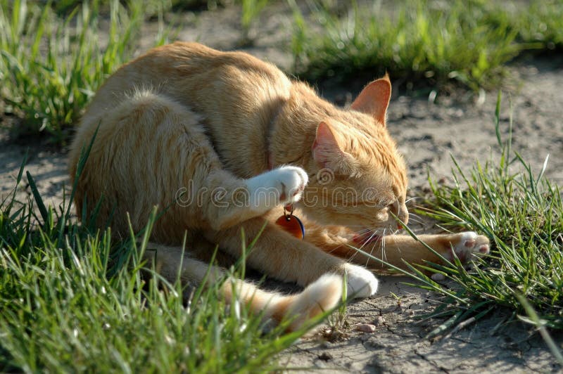 Yellow cat stock photo. Image of happy, yellow, outdoors - 2442538