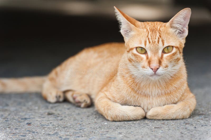 Yellow cat stock photo. Image of portrait, cute, animal - 24899788