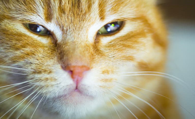 Yellow cat stock photo. Image of barn, cunning, glow, squint - 5150050