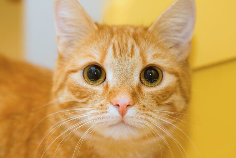 Orange Tabby Cat stock photo. Image of eyes, white, house - 1994476