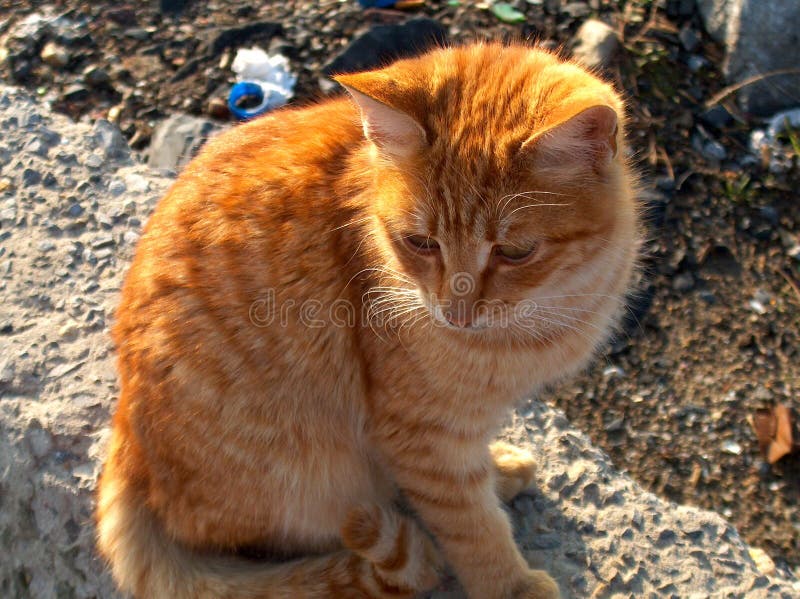 Yellow cat stock photo. Image of concrete, yellow, sunny - 88146