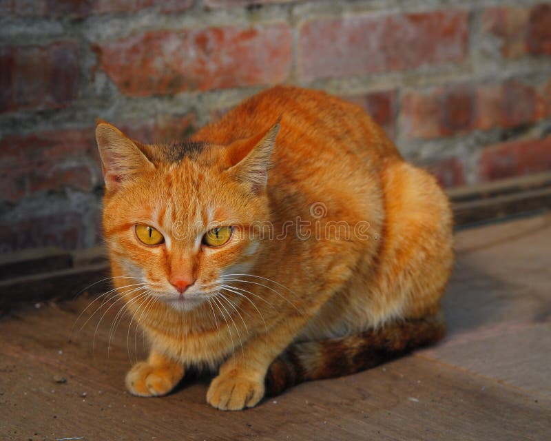 Yellow cat stock photo. Image of ready, focus, face, stripe - 9059966