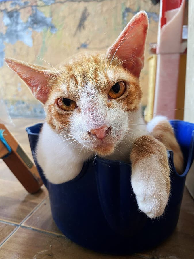 Yellow Cat Angry Inside Chair Stock Photo - Image of chair, animal ...
