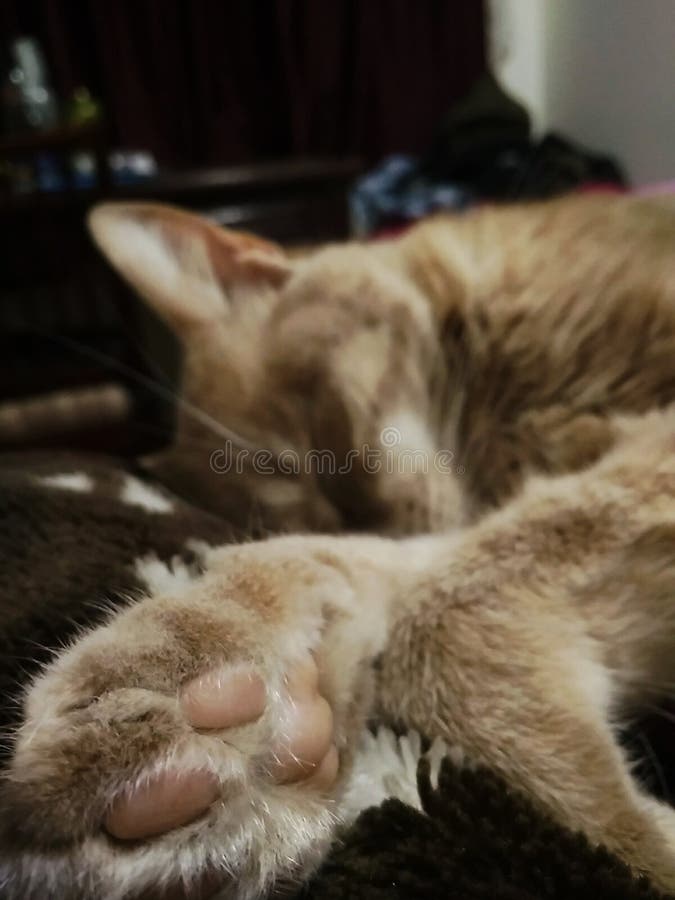 Yellow cat stock photo. Image of suave, gata, energia - 103793880